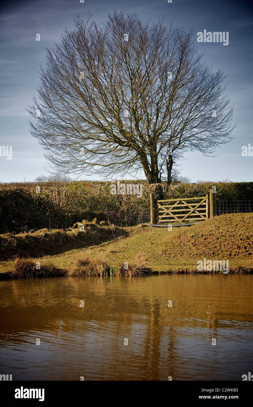 Rustic Gate & Tree in Devon, England Stock Photo - Alamy