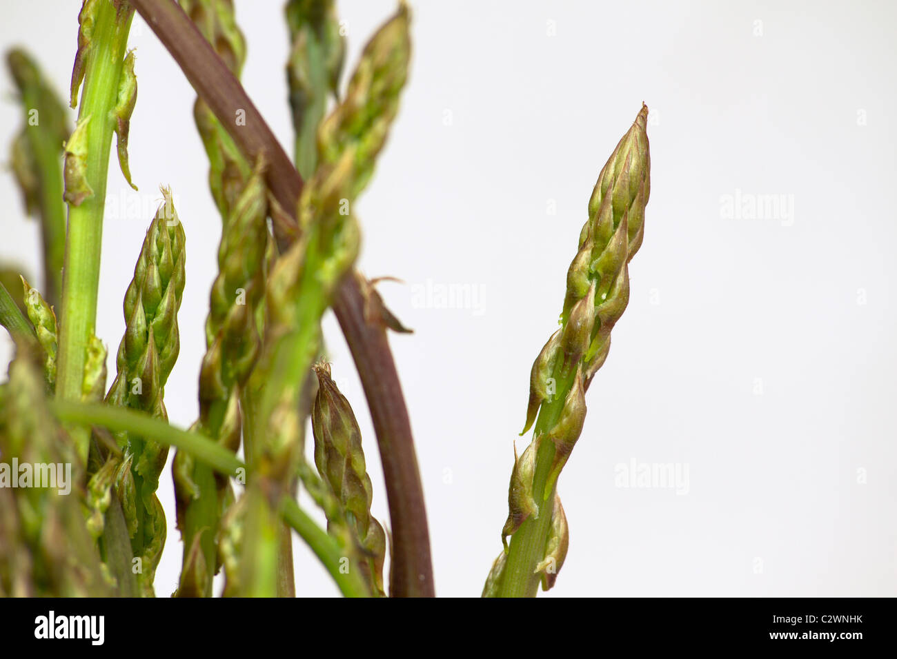 Wild asparagus plant hi-res stock photography and images - Alamy