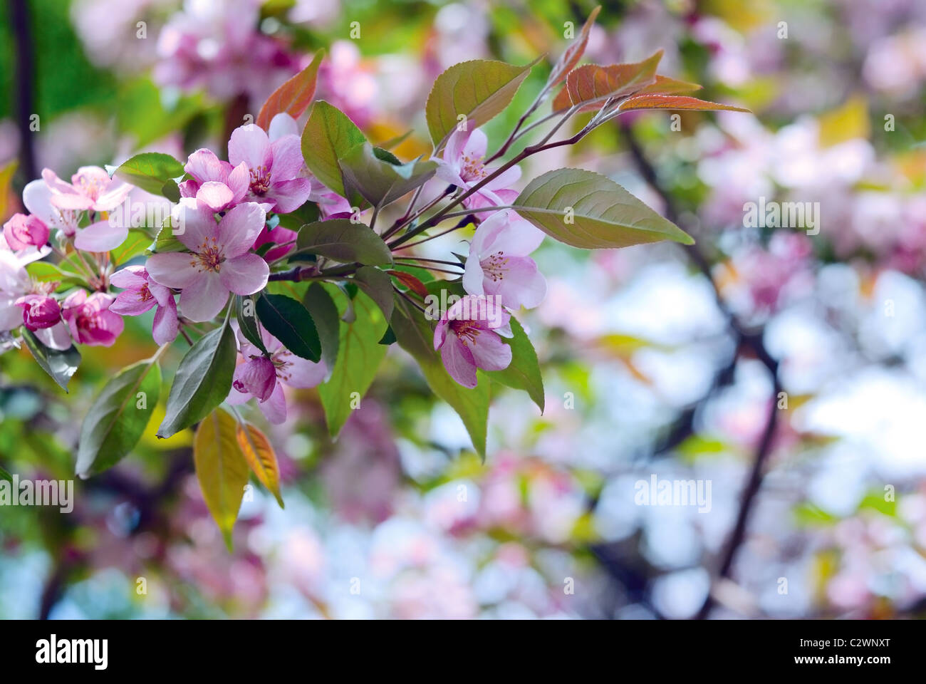 Cherry blossom known sakura hi-res stock photography and images - Alamy