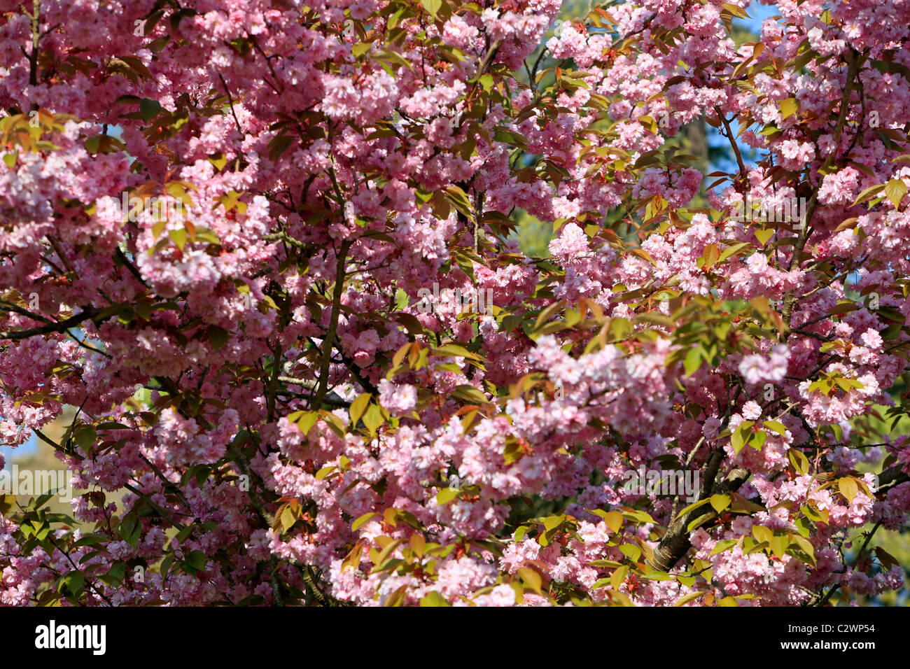 Pink flowers of the Ornamental Cherry tree Stock Photo - Alamy