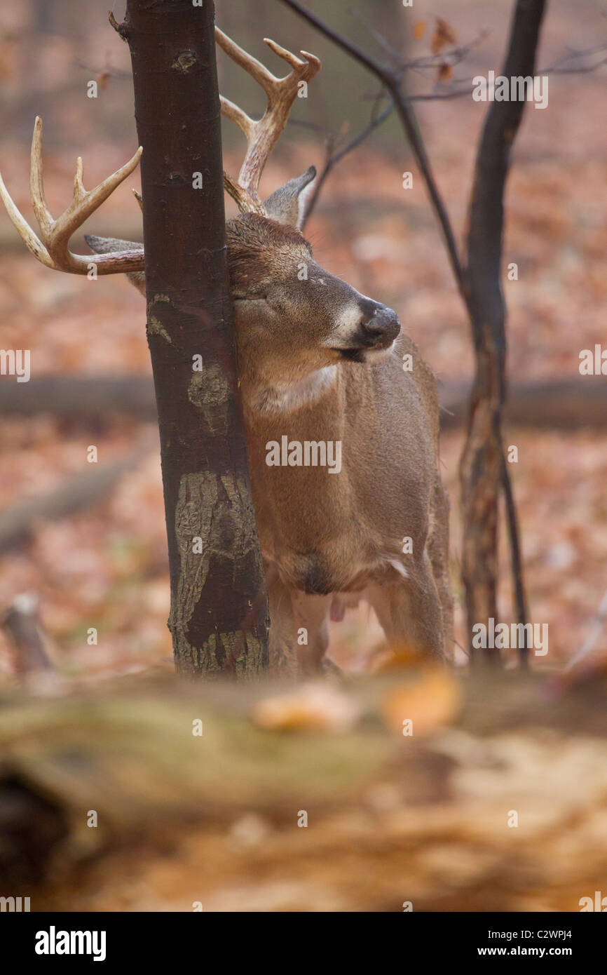 Deer Rubbing On My Trees
