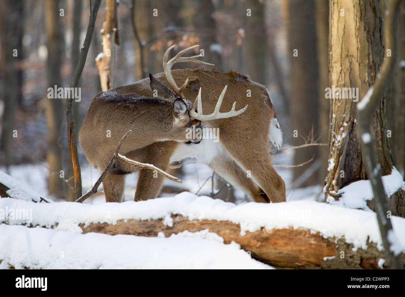 Mature whitetail deer buck grooming himself Stock Photo - Alamy