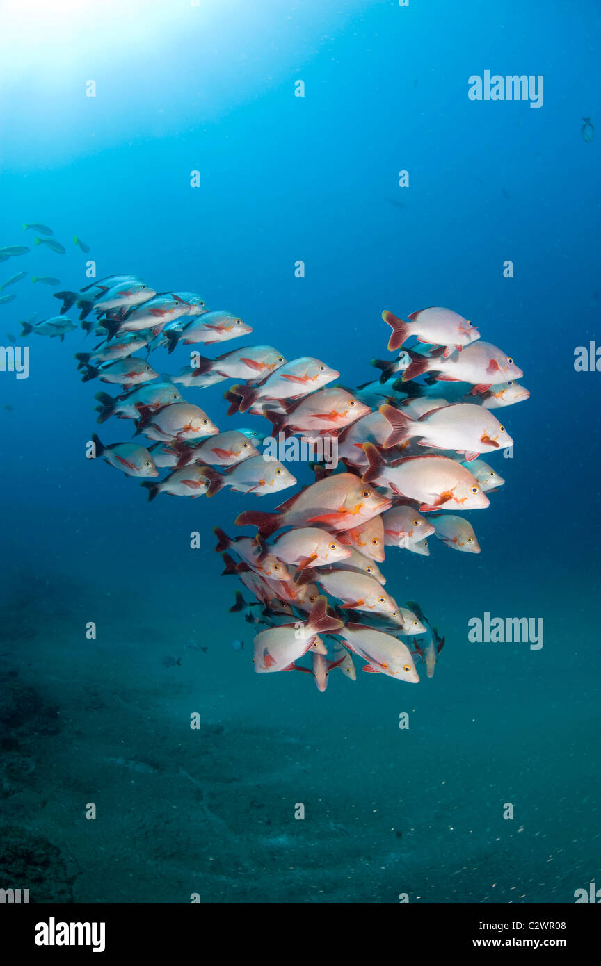 Humpback Snapper, Lutjanus gibbus, Sodwana Bay, South Africa Stock ...