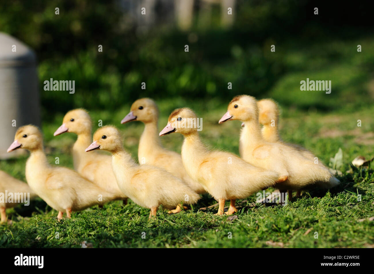 Yellow Baby Ducks Walking