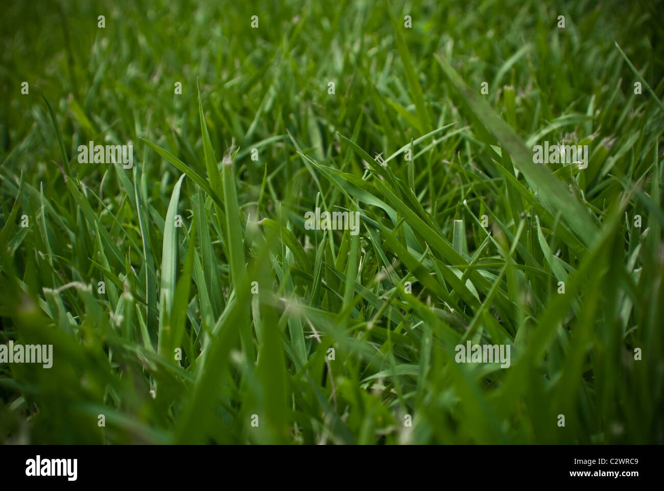 green grass. Close-up Stock Photo - Alamy