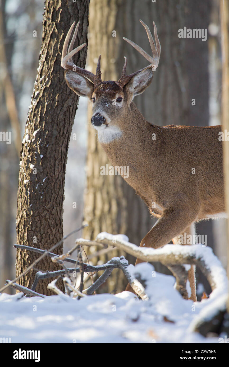 Whitetail deer buck winter hi-res stock photography and images - Alamy