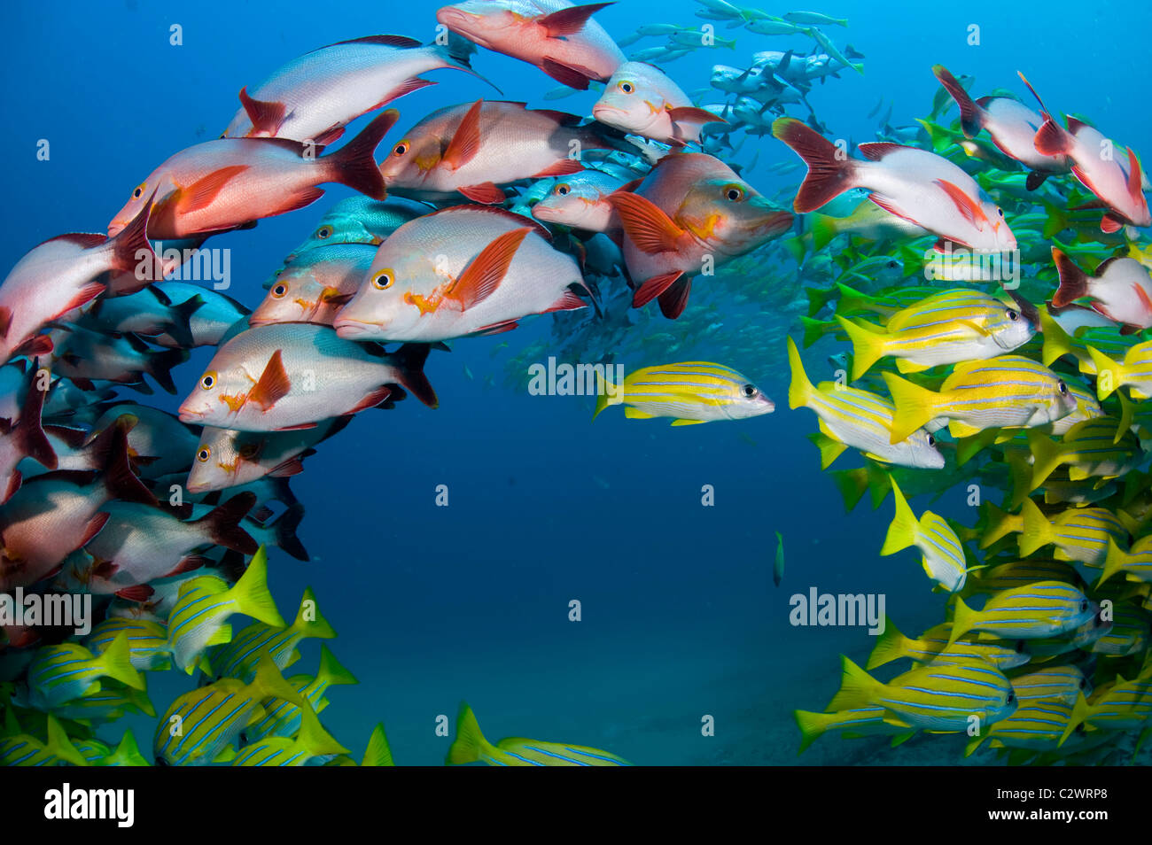 Schooling Bluestripe Snappers, Lutjanus kasmira and Humpback Snapper ...