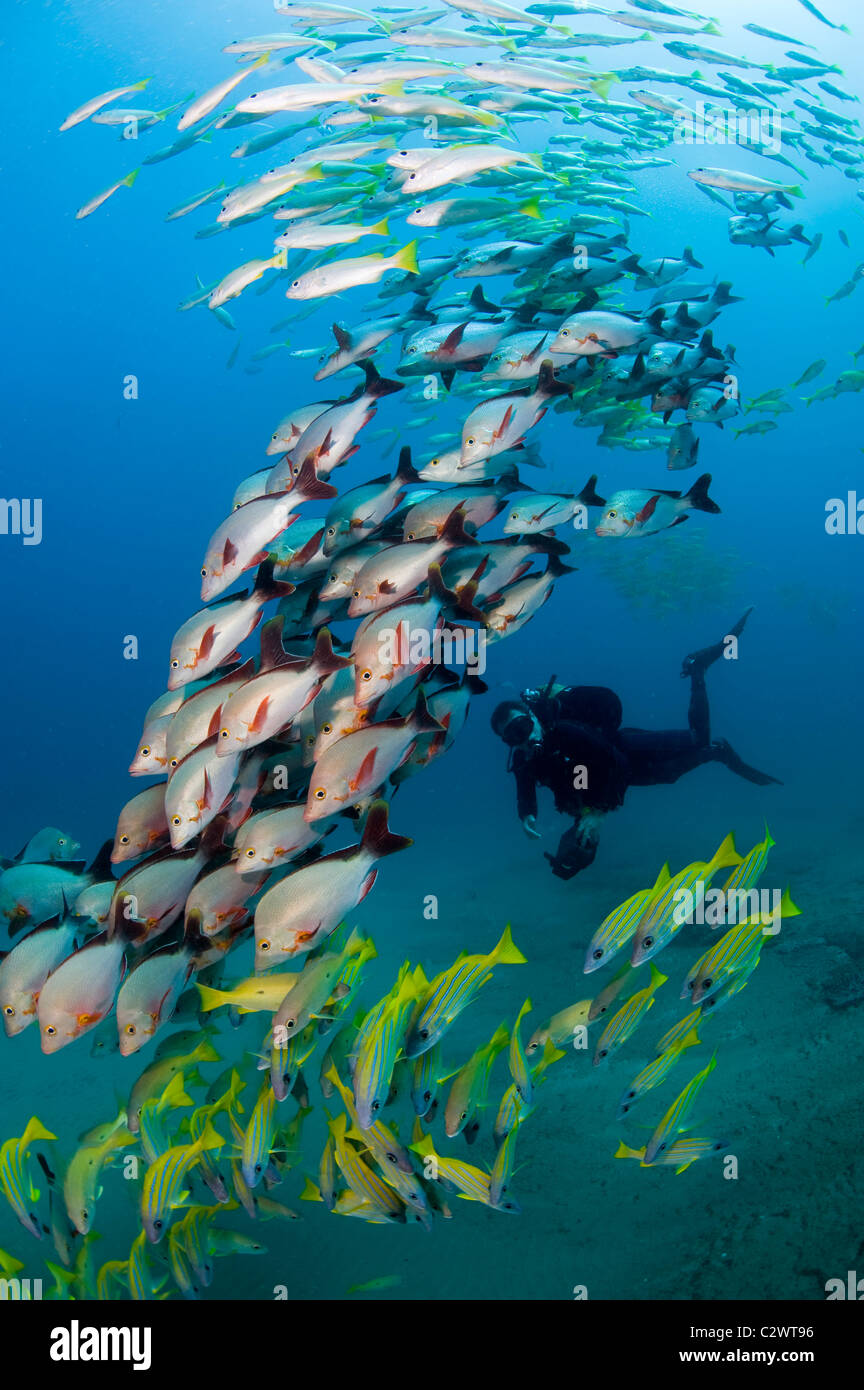 Schooling humpback Snapper, Lutjanus gibbus, Sodwana Bay, South Africa ...