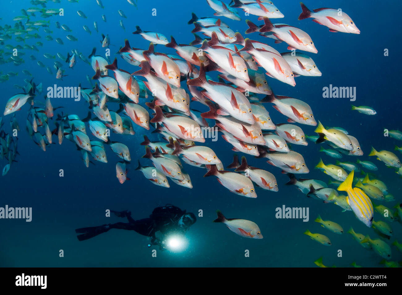 Schooling humpback Snapper, Lutjanus gibbus, Sodwana Bay, South Africa ...
