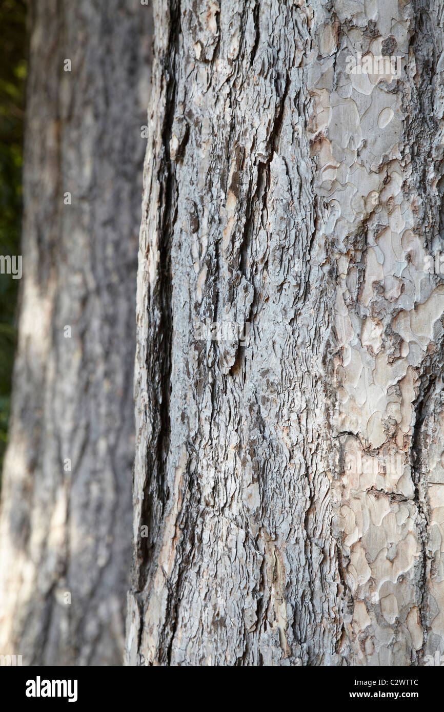 Close up of tree bark showing texture with strong sunlight Stock Photo ...