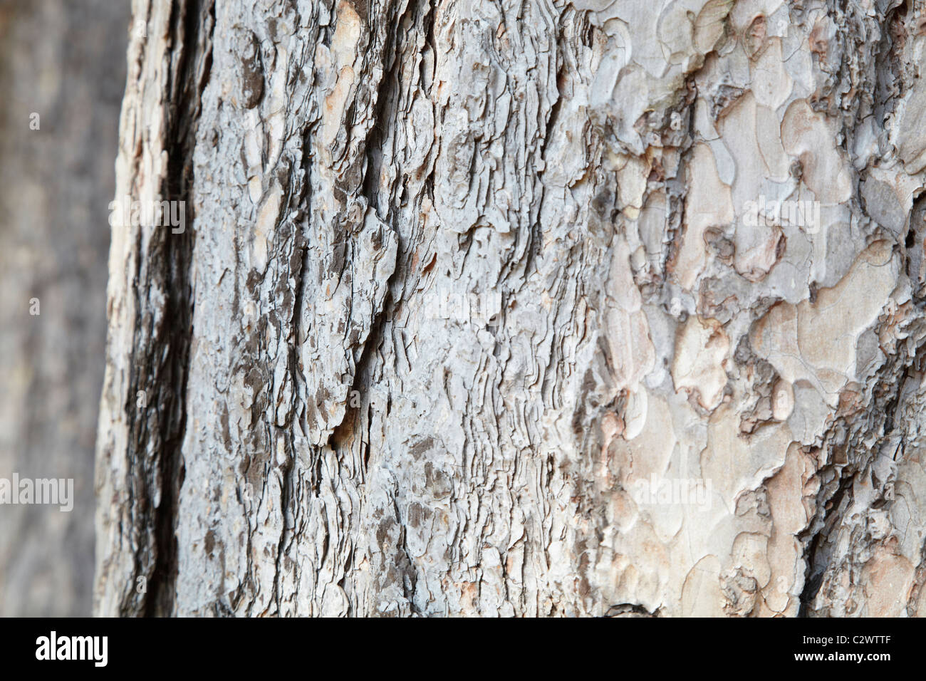 Close up of tree bark showing texture Stock Photo - Alamy