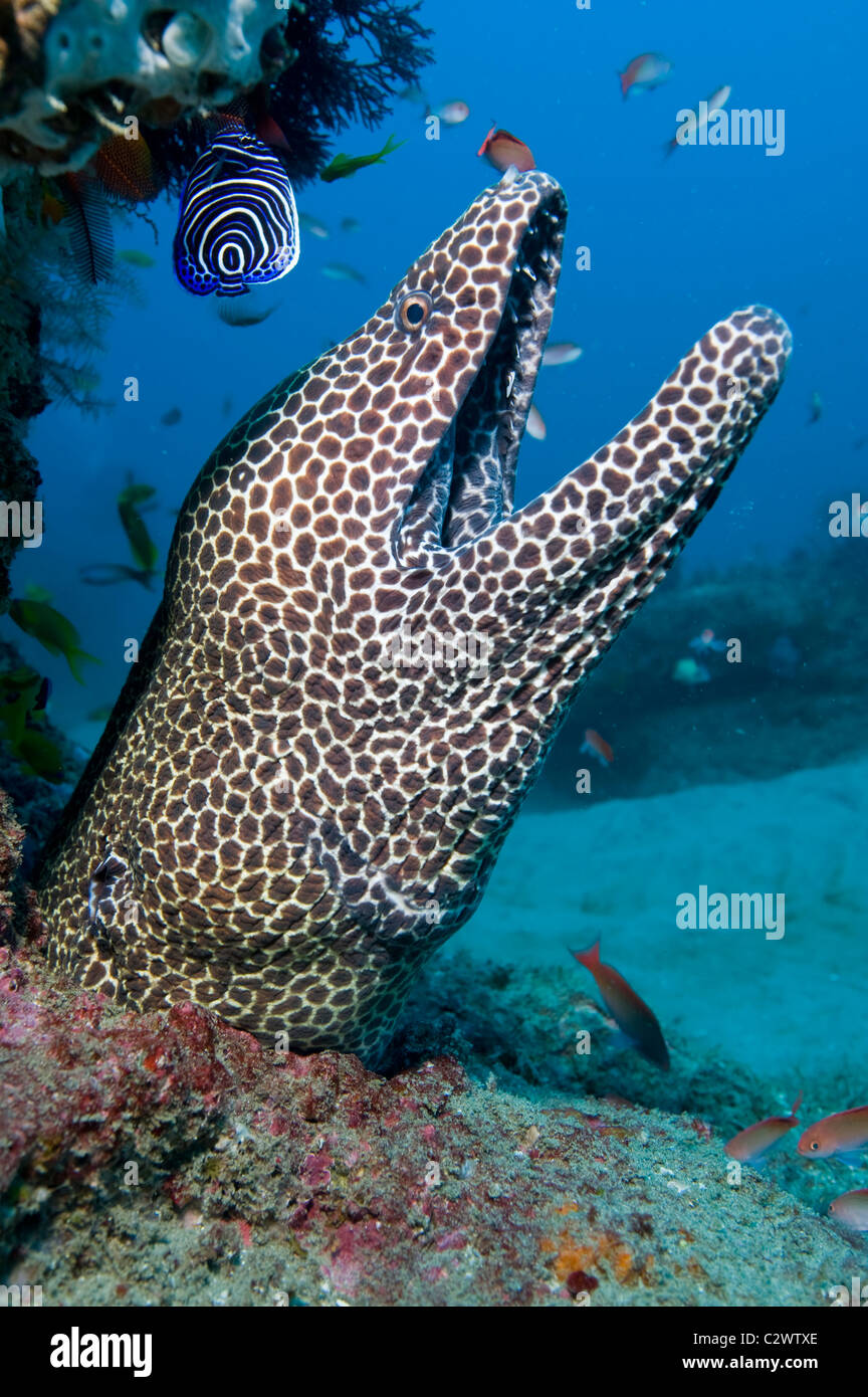 Honeycomb morey eel, Sodwana Bay, South Africa, Indian Ocean Stock ...