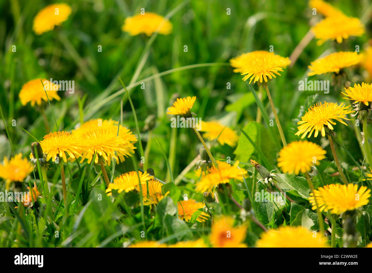 A bumper crop of Dandelion weeds Stock Photo - Alamy