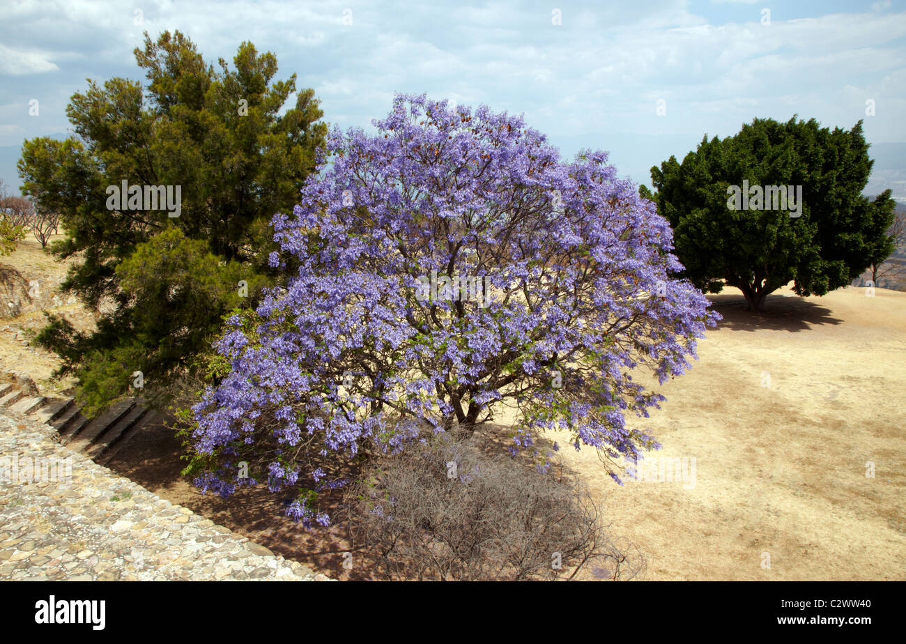 Flowering Trees At The Monte Alban Ruins Oaxaca State Mexico Stock ...