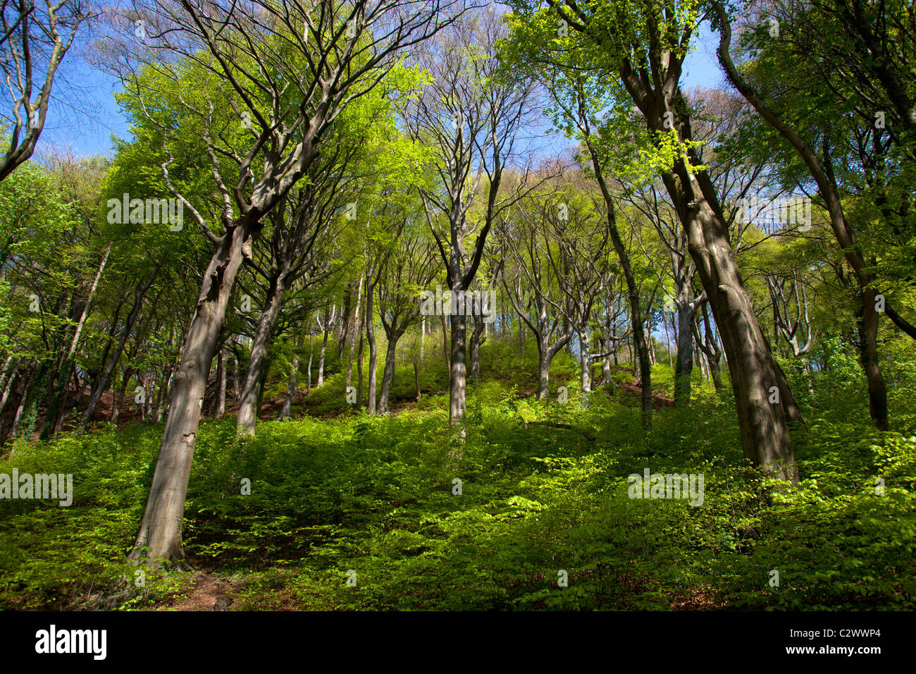 Woodland with trees and undergrowth Stock Photo - Alamy