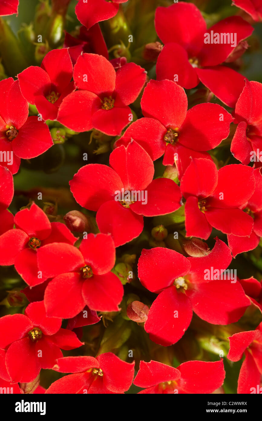 Bright background of red geranium Stock Photo - Alamy