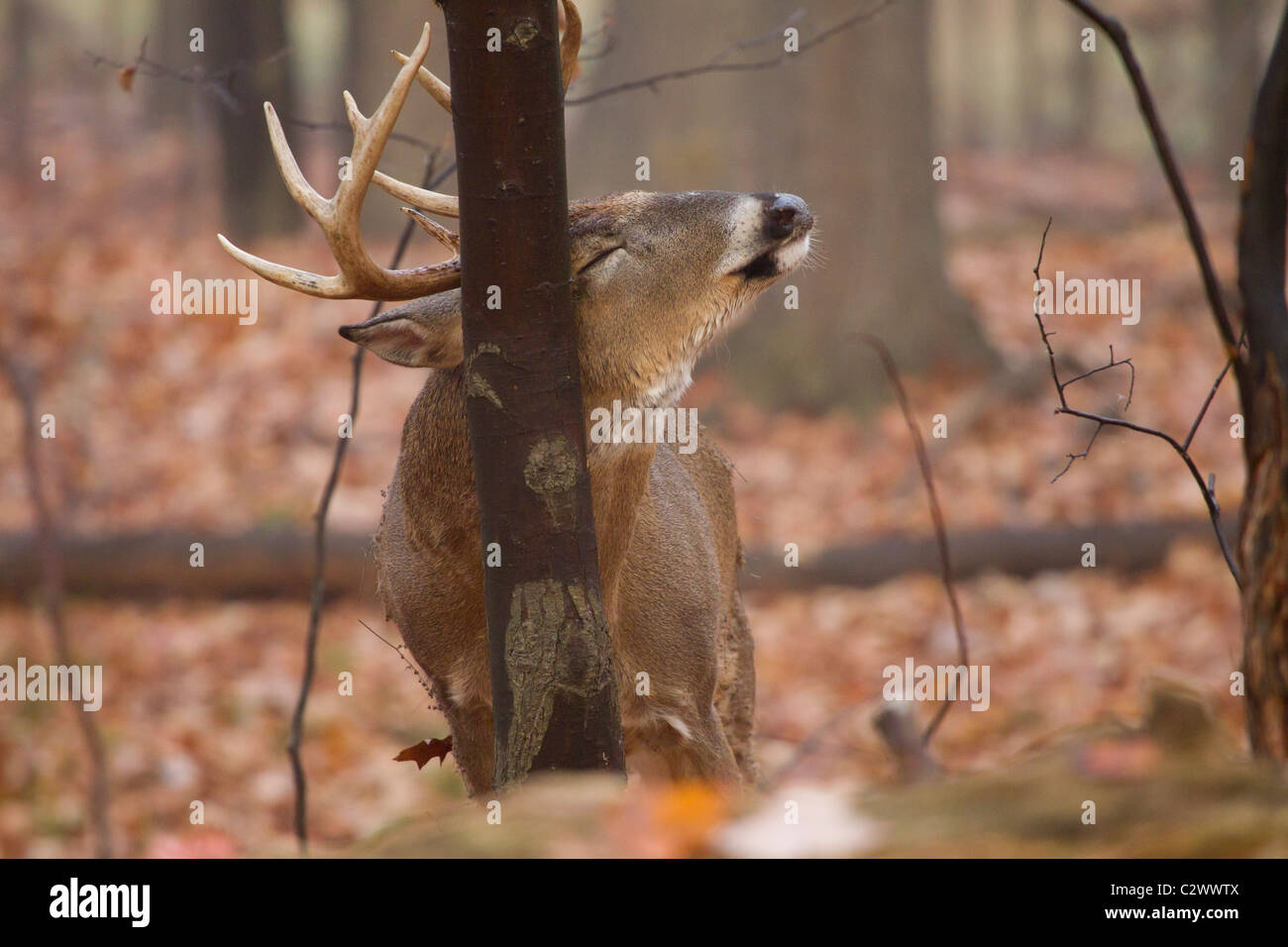A buck whitetail deer rubbing his antlers on a tree in foggy woods Stock Photo Alamy