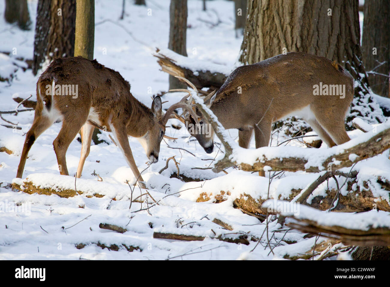 White Tailed Deer Buck Fighting