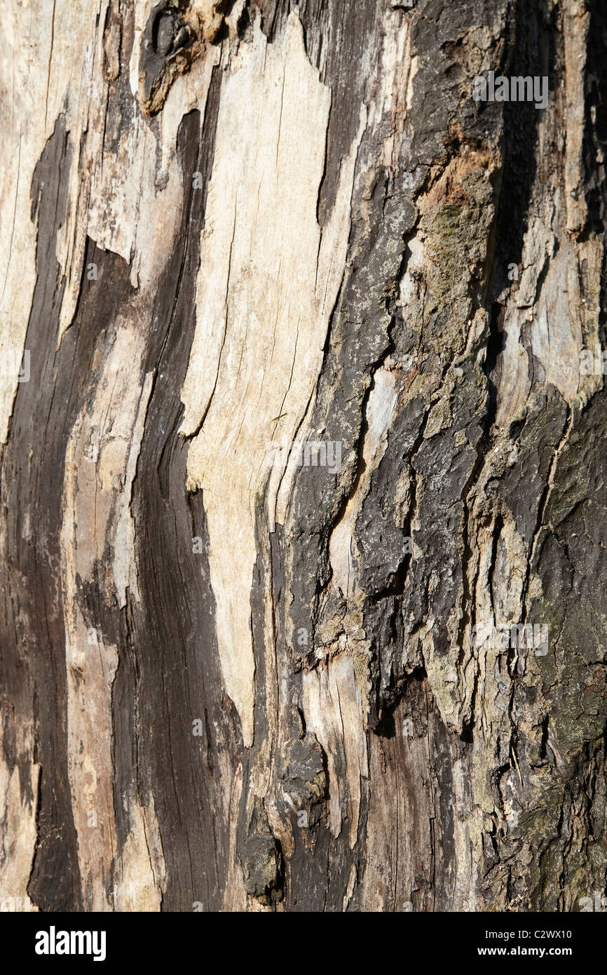 Close up of tree bark showing texture with strong sunlight Stock Photo ...