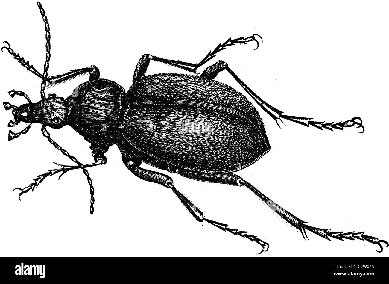 Drawing beetle Black and White Stock Photos & Images - Alamy