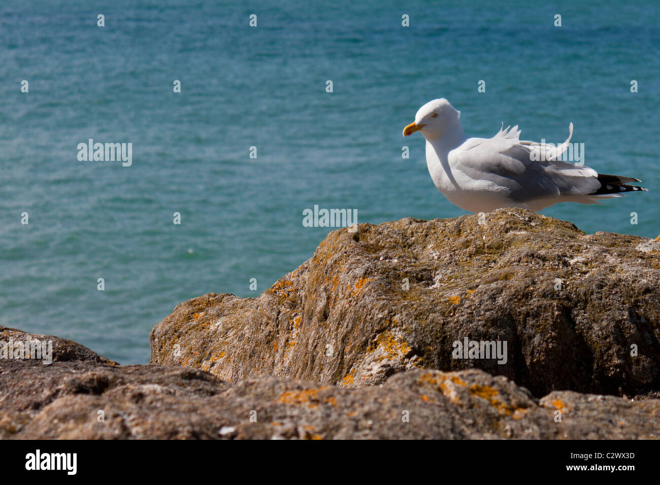 Seagull standing on rocks Stock Photo - Alamy