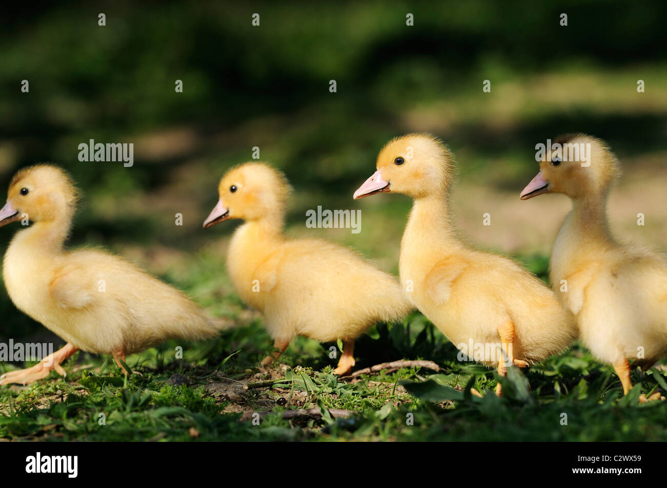 Ducklings walking hi-res stock photography and images - Alamy
