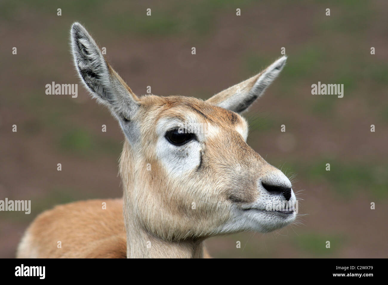 Female blackbuck (Antilope cervicapra). Taken at West Midlands Safari ...
