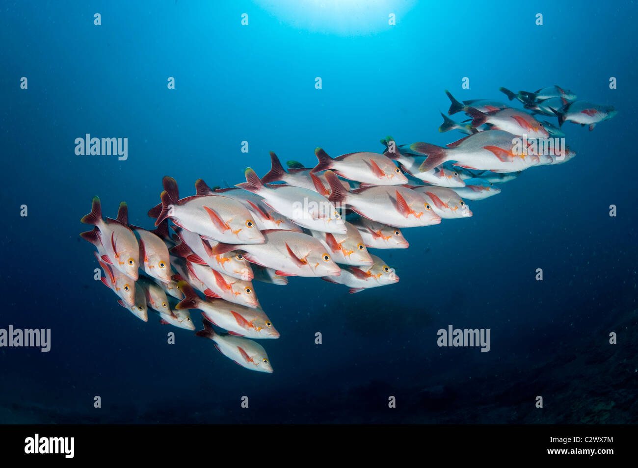 Humpback Snapper, Lutjanus gibbus, Sodwana Bay, South Africa Stock ...