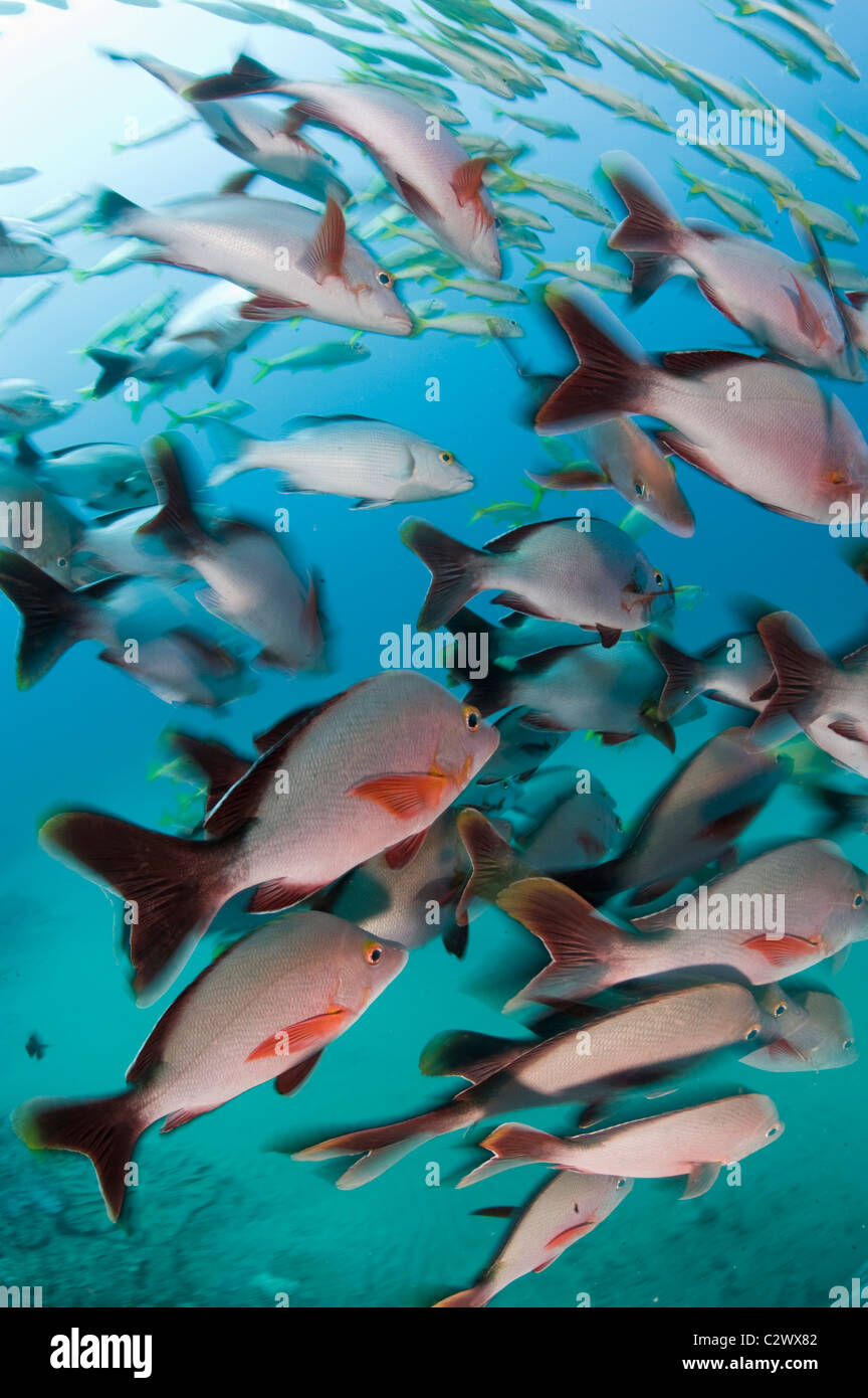 Humpback Snapper, Lutjanus gibbus, Sodwana Bay, South Africa Stock ...