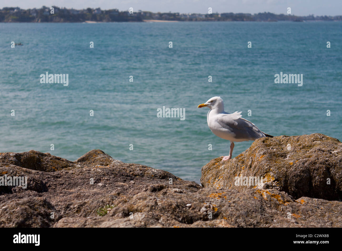 Seagull on sea rocks hi-res stock photography and images - Alamy
