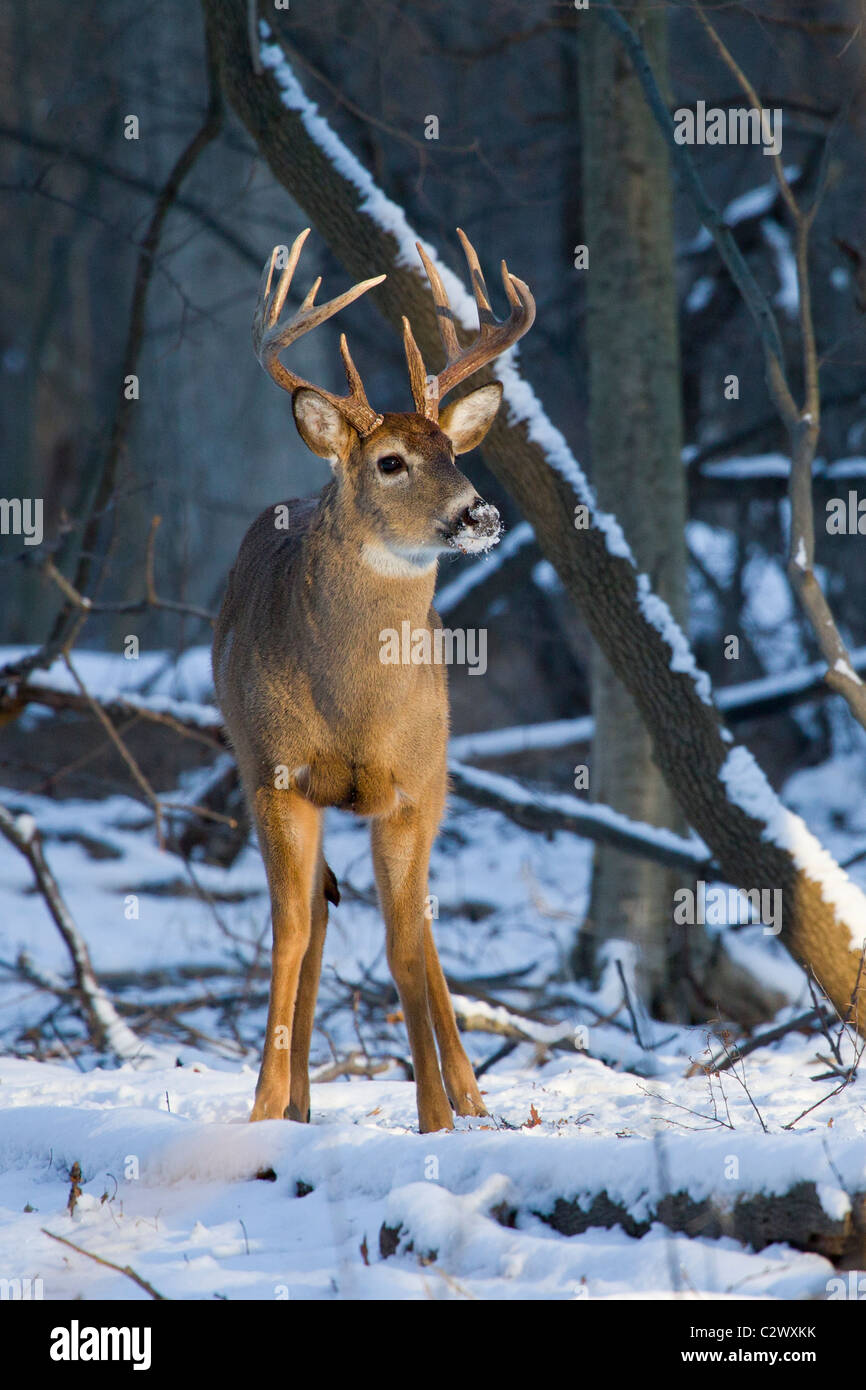 Whitetail deer mature buck in hi-res stock photography and images - Alamy