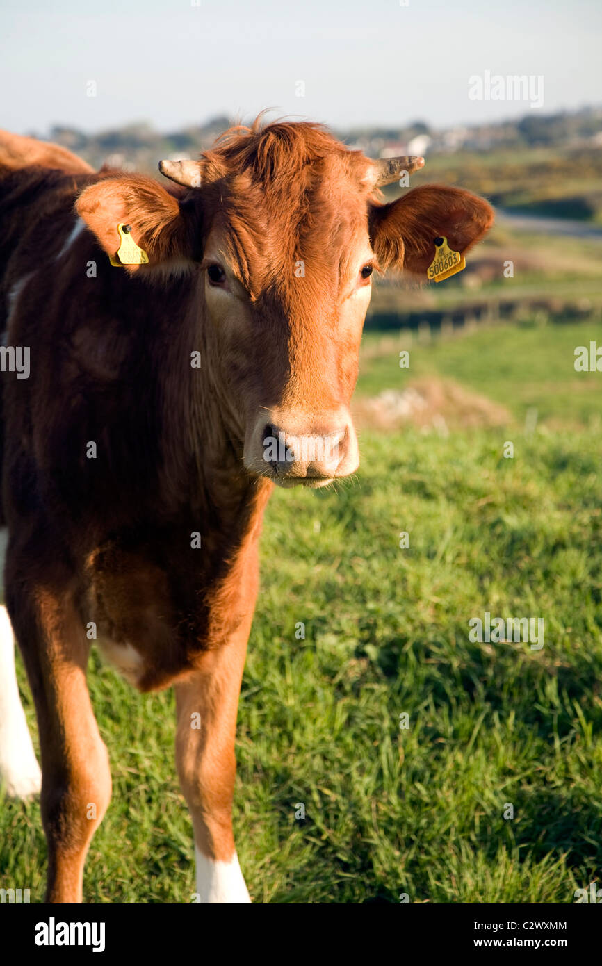 Guernsey cattle breed bullock stands in field Guernsey Channel Islands ...