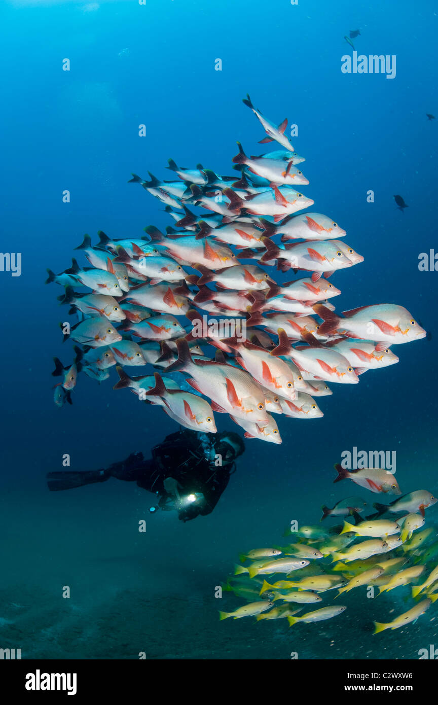 Schooling humpback Snapper, Lutjanus gibbus, Sodwana Bay, South Africa ...