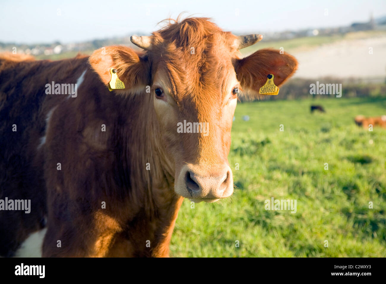 Guernsey cattle hi-res stock photography and images - Alamy