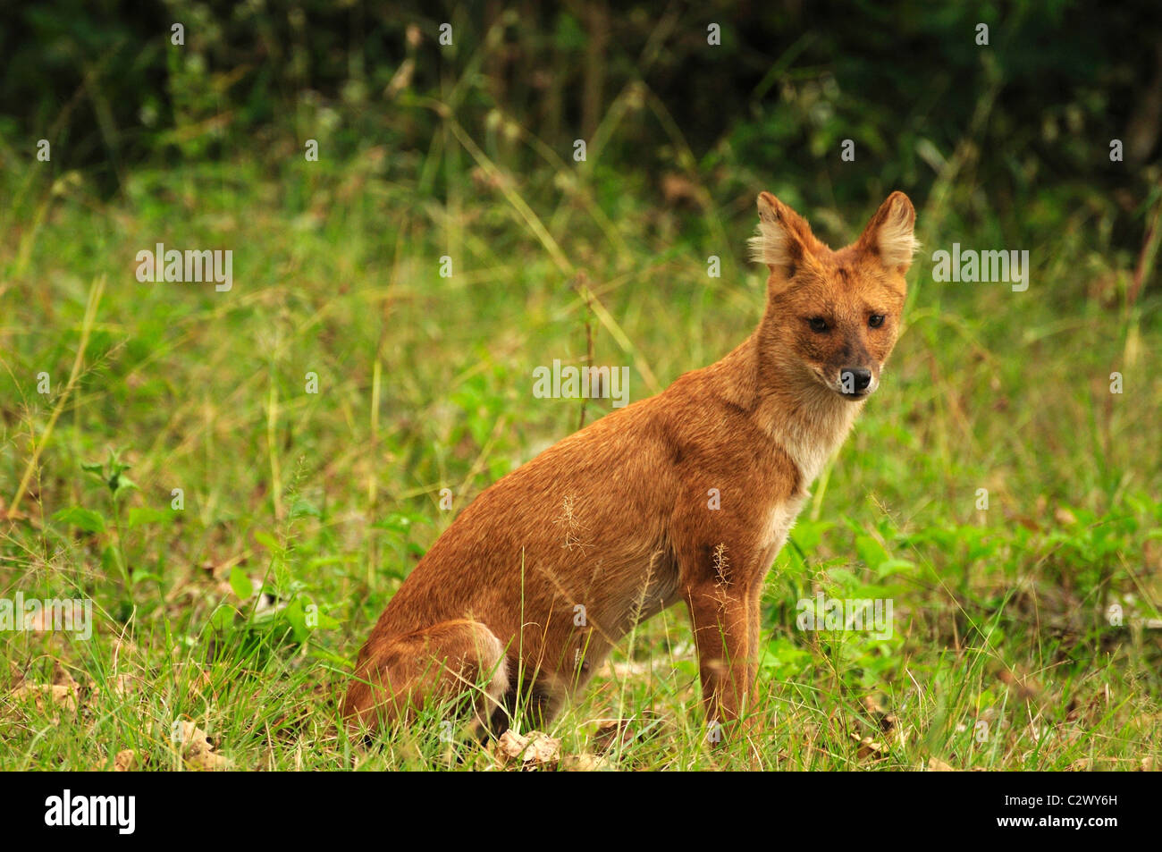 Indian Wild Dhole (Cuon alpinus Stock Photo - Alamy