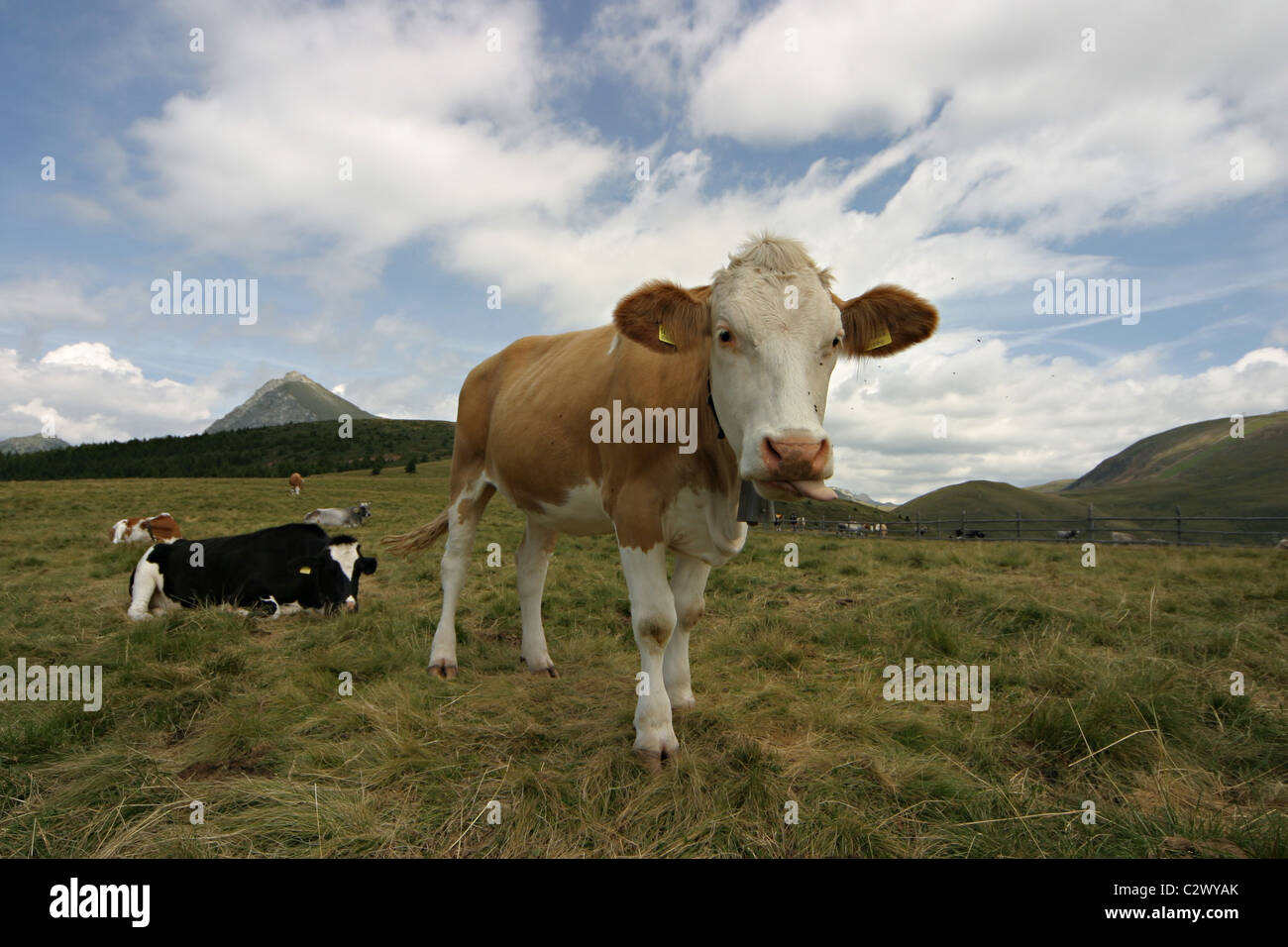 Cow mountain hi-res stock photography and images - Alamy