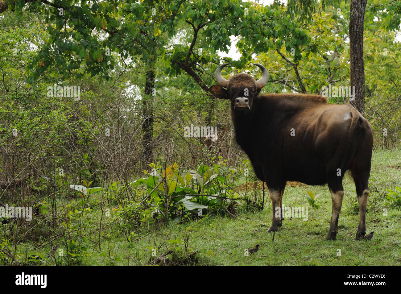 Indian Gaur (Bos gaurus Stock Photo - Alamy