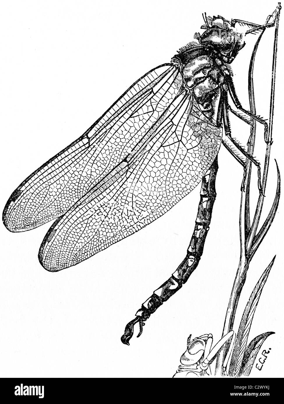 Odonata illustration hi-res stock photography and images - Alamy