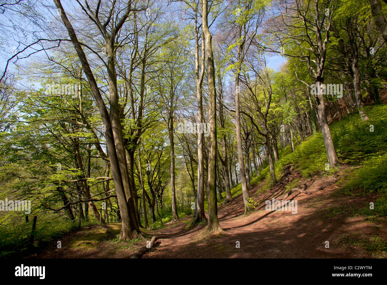 Undergrowth trees hi-res stock photography and images - Alamy