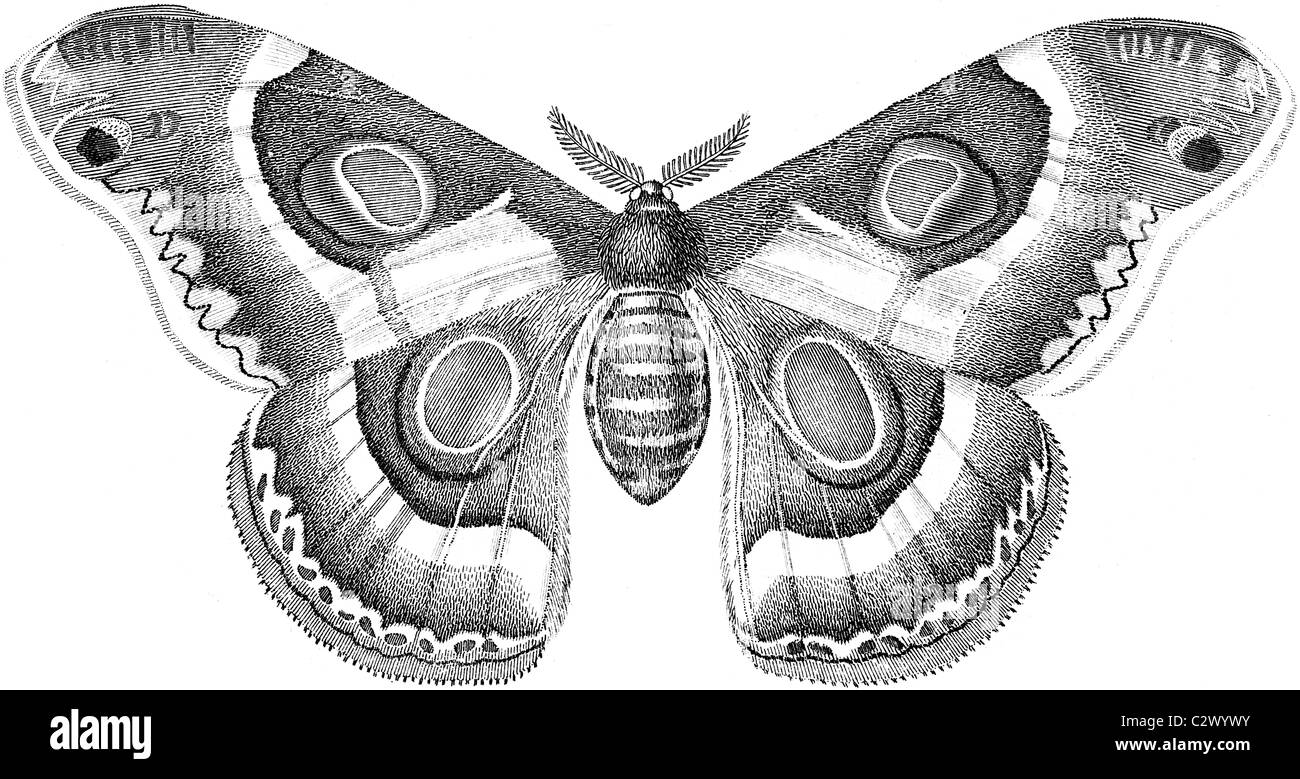 Saturnia bauchinioe flying insect hi-res stock photography and images ...