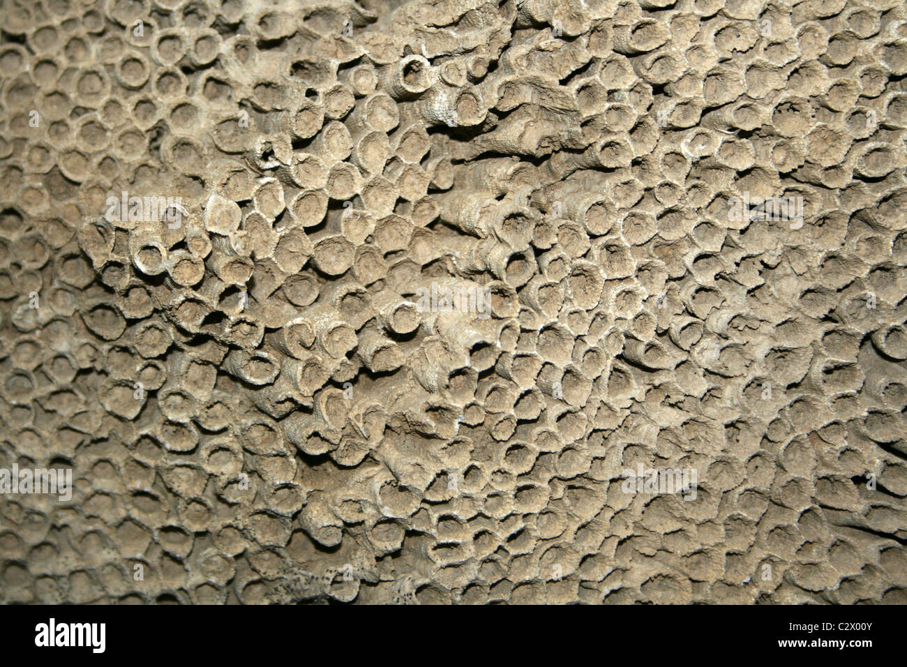 Rugose Coral Siphonodendron martini Lower Carboniferous Ravenstonedale ...