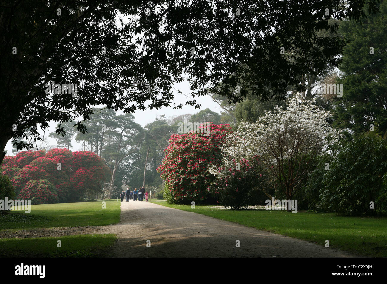 Tregothnan estate manor gardens home hi-res stock photography and ...
