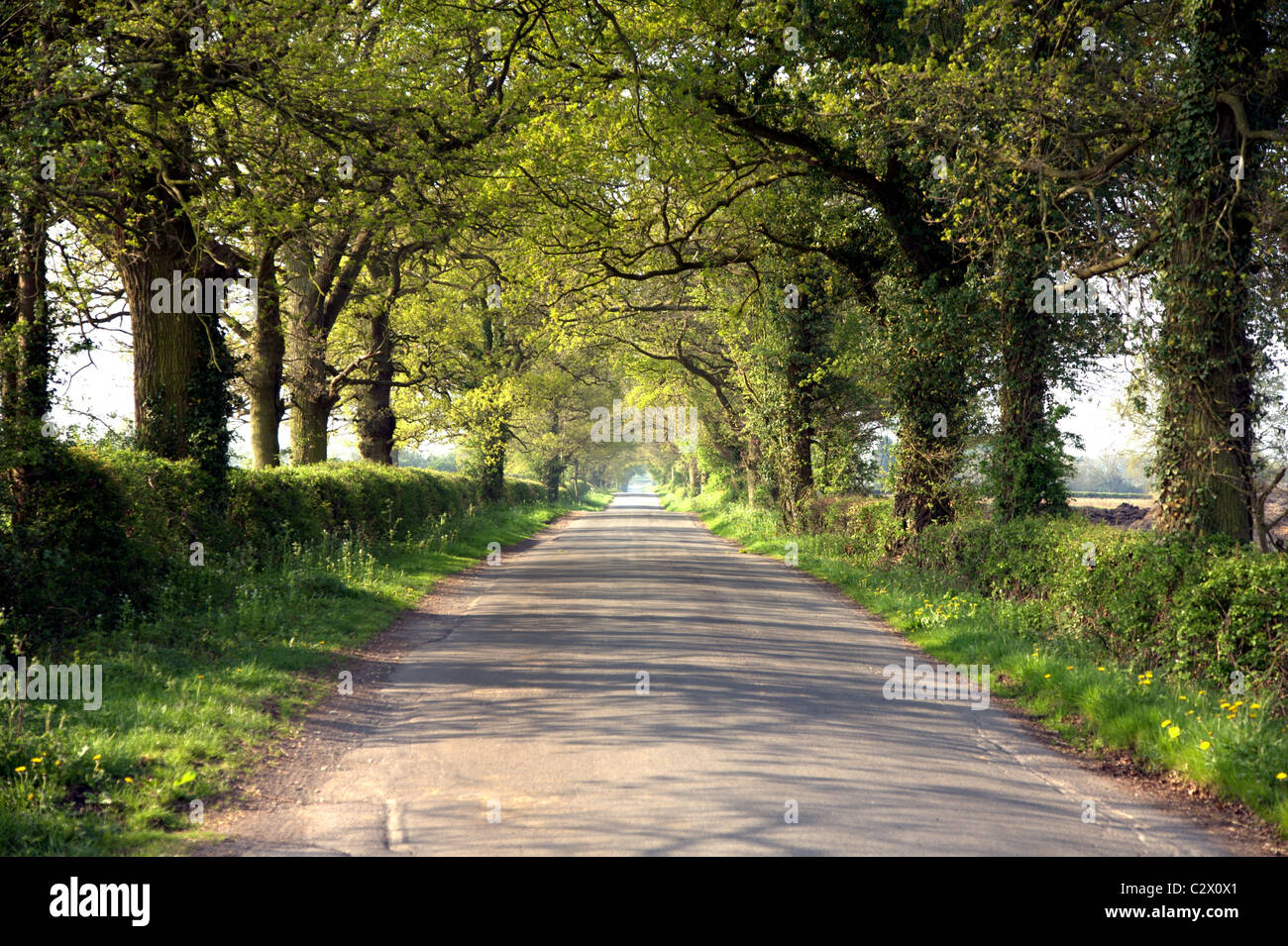 English, tree lined country road Stock Photo - Alamy