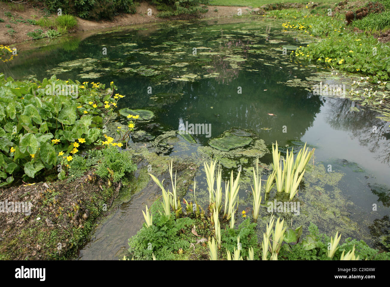 Tregothnan estate manor and gardens home of Lord Falmouth Stock Photo ...