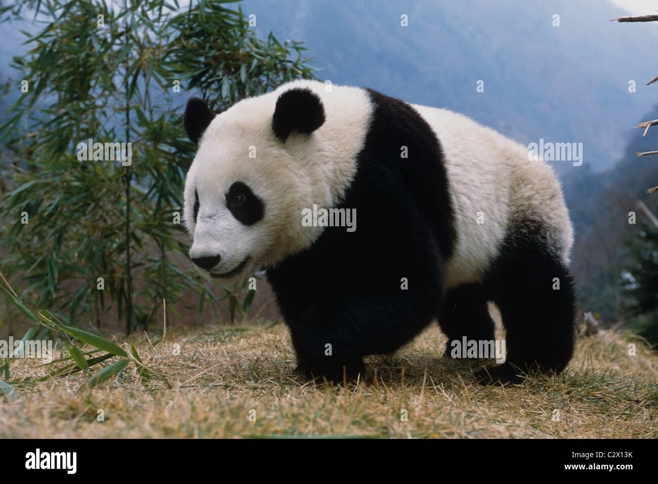 Giant Panda Wolong Panda Preserve Sichuan Province China Stock Photo ...