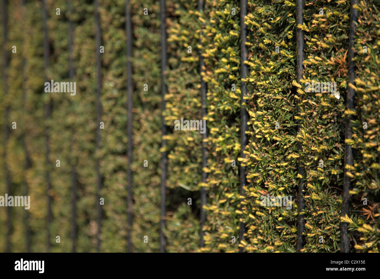 Hedge behind fence hi-res stock photography and images - Alamy