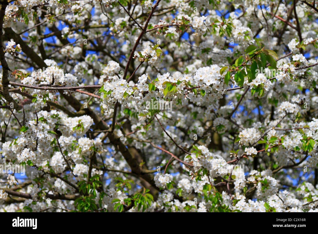 White blossom in Crookes Valley Park, Sheffield, South Yorkshire ...