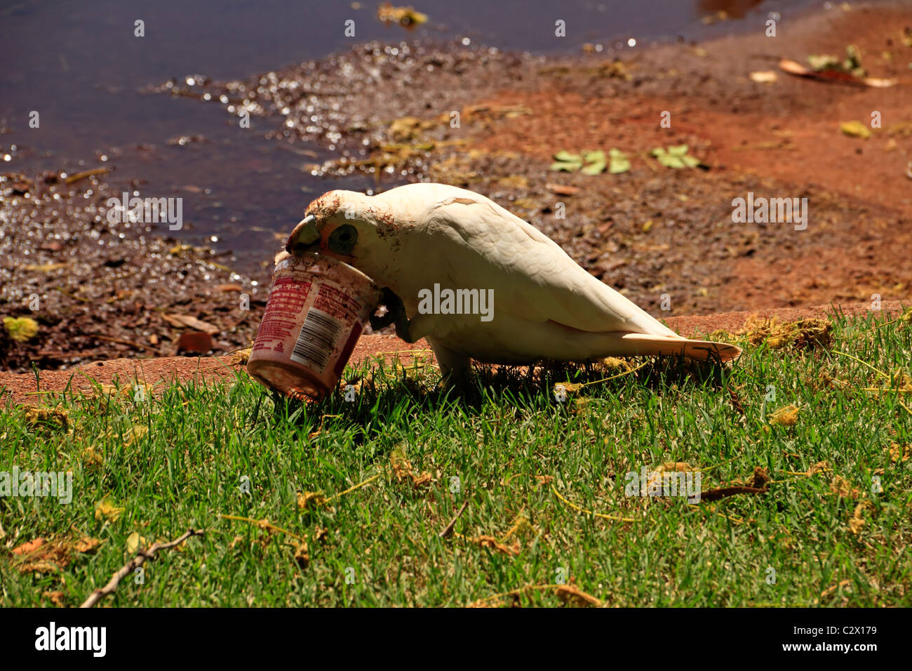 Little Corella Cockatoo ( Cacatua pastinator ) feeding from plastic ...