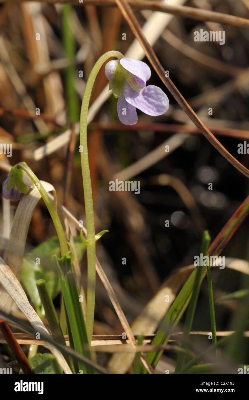 Marsh Violet, viola palustris Stock Photo - Alamy