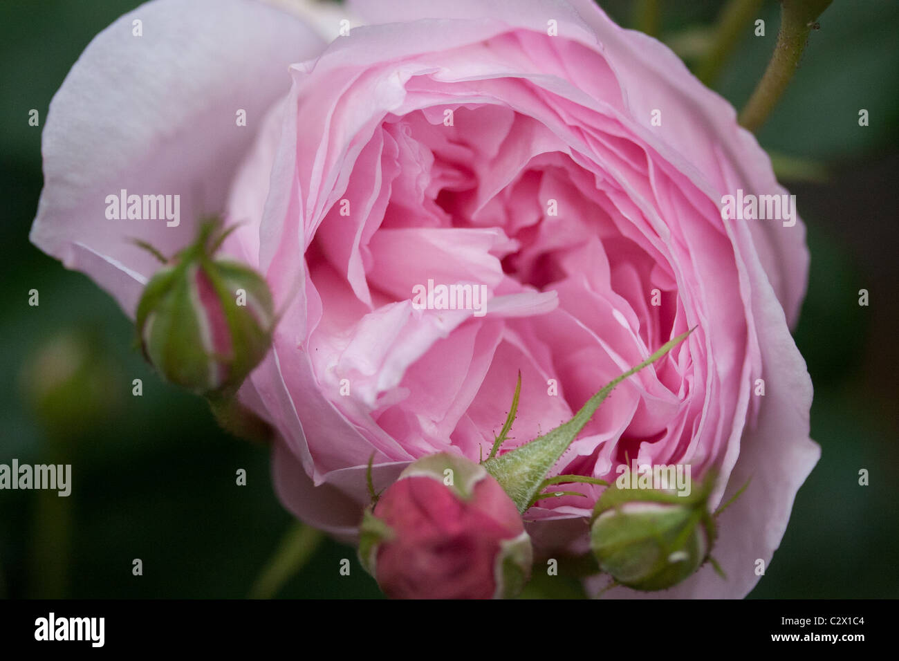 Pink flower growing with new buds sprouting Stock Photo - Alamy
